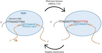 Frontiers | Origin, Diversity, and Evolution of Telomere Sequences in ...