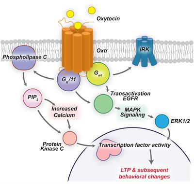 Frontiers | Oxytocin and Sensory Network Plasticity