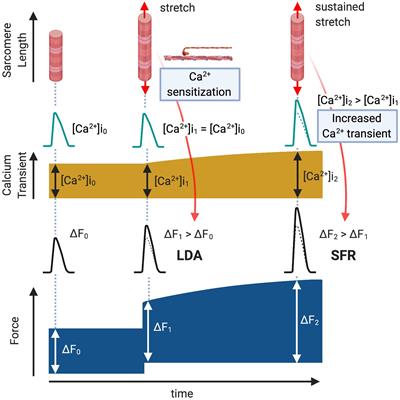 Frontiers | Stretch-Induced Biased Signaling in Angiotensin II Type 1 ...