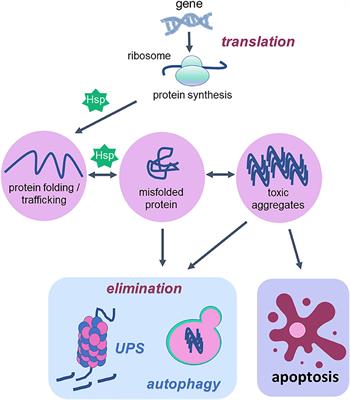 Frontiers | Effects of Physical Exercise on Autophagy and Apoptosis in ...