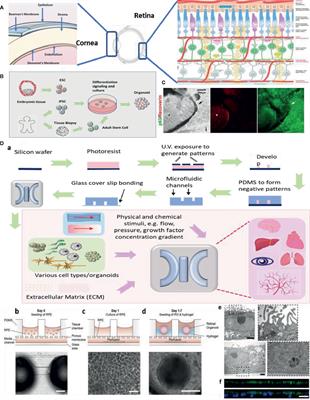 Frontiers | Organoids and Microphysiological Systems: New Tools for ...