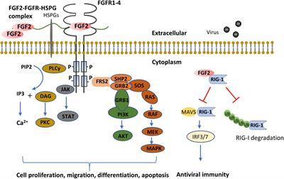 Frontiers | FGF2, an Immunomodulatory Factor in Asthma and Chronic ...