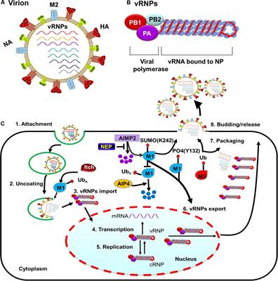 Frontiers | Role of Post-translational Modifications in Influenza A ...