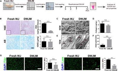 Frontiers | Extracellular Matrix From Decellularized Wharton’s Jelly ...