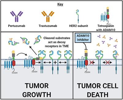 Frontiers | Targeting ADAM10 in Cancer and Autoimmunity