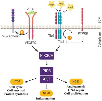 Frontiers | Investigation of the Possible Role of Tie2 Pathway and TEK ...