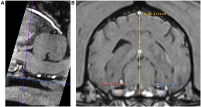 Frontiers | Low Field MRI Measurements of the Normal Canine Trigeminal ...