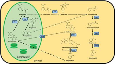 Frontiers | Salicylic Acid Biosynthesis in Plants