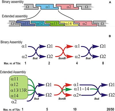 Frontiers | Extended Set of GoldenBraid Compatible Vectors for Fast ...