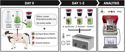 Frontiers | Methane Reduction Potential of Two Pacific Coast Macroalgae ...