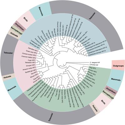 Frontiers | Analysis of Multiplicity of Hypoxia-Inducible Factors in ...