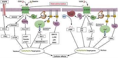 Frontiers | Gastrin, Cholecystokinin, Signaling, and Biological ...