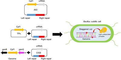 Frontiers | Design and Construction of Portable CRISPR-Cpf1-Mediated ...