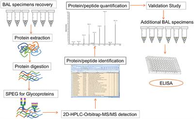 Frontiers | Proteomic Analysis of the Air-Way Fluid in Lung Cancer ...
