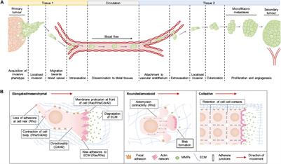 Frontiers | Targeting Rho GTPase Signaling Networks in Cancer