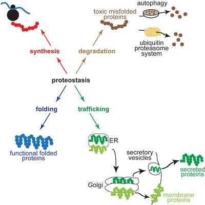 Frontiers | ATF6 as a Nodal Regulator of Proteostasis in the Heart