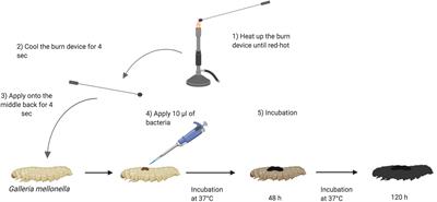 Frontiers | An Invertebrate Burn Wound Model That Recapitulates the ...