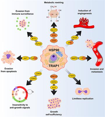 Frontiers | Dynamically Shaping Chaperones. Allosteric Modulators of ...