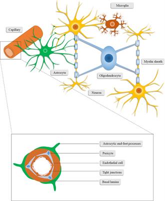 Frontiers | Persistent Neurovascular Unit Dysfunction ...