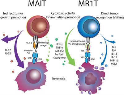 Frontiers | MR1-Restricted T Cells Are Unprecedented Cancer Fighters