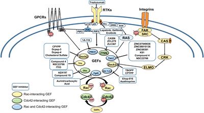 Frontiers | Targeting Rac and Cdc42 GEFs in Metastatic Cancer