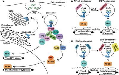 Frontiers | Adjuvant Effect of Toll-Like Receptor 9 Activation on ...