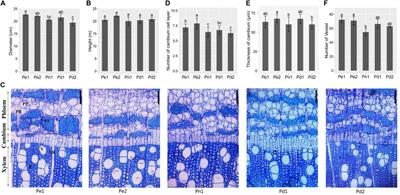 Frontiers | Insights of Molecular Mechanism of Xylem Development in ...