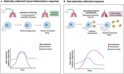 Frontiers | Developing Novel Host-Based Therapies Targeting ...