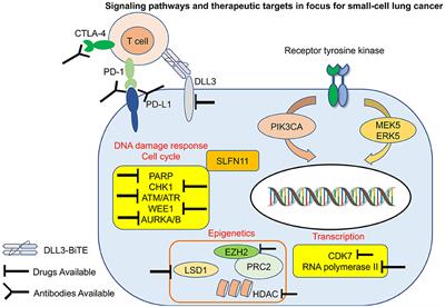 Frontiers | Targeted Therapies and Biomarkers in Small Cell Lung Cancer