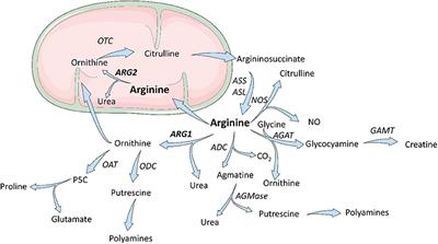 Frontiers | Myeloid Cell-Derived Arginase in Cancer Immune Response