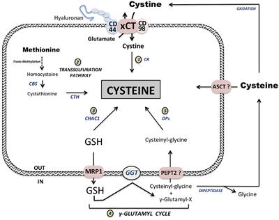 Frontiers | Cysteine Depletion, a Key Action to Challenge Cancer Cells ...