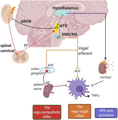 Frontiers | Mediation of Cardiac Macrophage Activity via Auricular ...