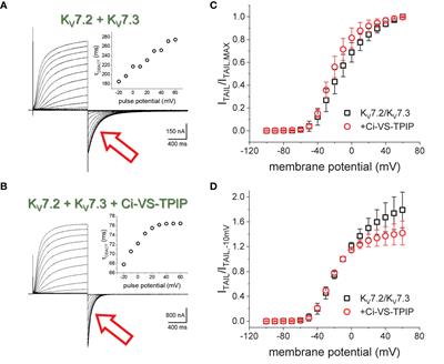 Frontiers | Modulation of KV7 Channel Deactivation by PI(4,5)P2