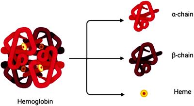 Frontiers | A Review of Hematoma Components Clearance Mechanism After ...
