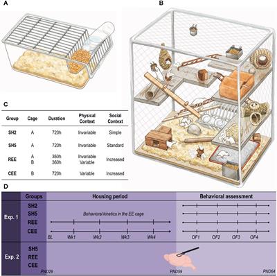 Frontiers | Neurobehavioral Effects of Restricted and Unpredictable ...