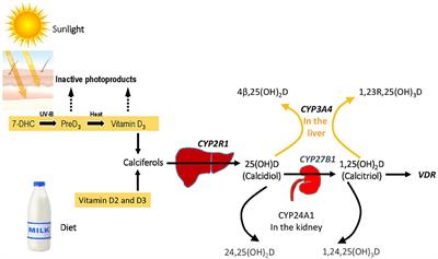Frontiers | Diagnosis and Management of Vitamin D Dependent Rickets