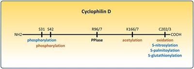 Frontiers | Cyclophilin D: An Integrator of Mitochondrial Function