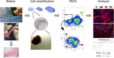 Frontiers | Muscle Microbiopsy to Delineate Stem Cell Involvement in ...