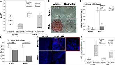 Frontiers | The Senolytic Drug Navitoclax (ABT-263) Causes Trabecular ...