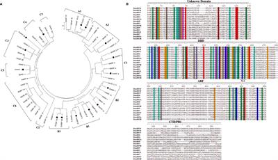 Frontiers | Auxin Response Factor 2A Is Part of the Regulatory Network ...