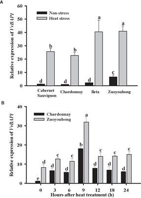 Frontiers | VvBAP1, a Grape C2 Domain Protein, Plays a Positive ...