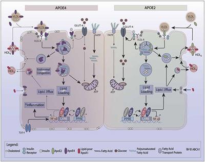 Frontiers | APOE Alleles and Diet in Brain Aging and Alzheimer’s Disease