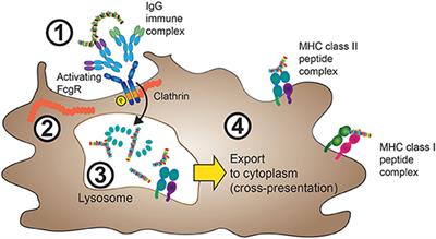 Frontiers | Fc Gamma Receptors and Their Role in Antigen Uptake ...