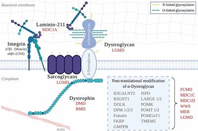 Frontiers | Brain Dysfunction in LAMA2-Related Congenital Muscular ...