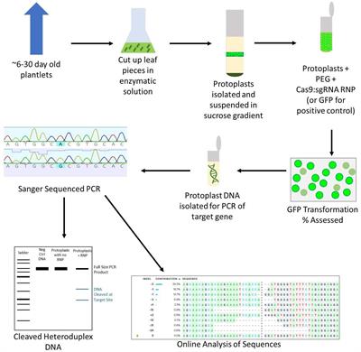 Frontiers | A Streamlined Protocol for Wheat (Triticum aestivum ...