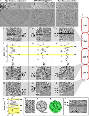 Frontiers | Cryo-Electron Tomography Reveals the Complex ...