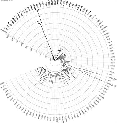 Frontiers | Evolution of Multi-Resistance to Vancomycin, Daptomycin ...