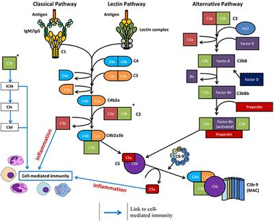 Frontiers | Viral Evasion of the Complement System and Its Importance ...