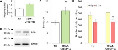 Frontiers | Radioresistance, DNA Damage and DNA Repair in Cells With ...