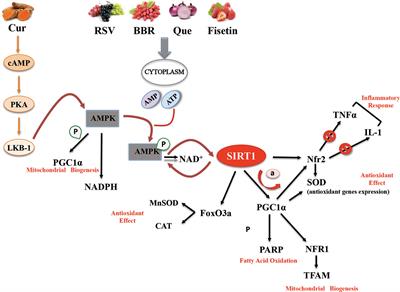 Frontiers | SIRT1 Activation by Natural Phytochemicals: An Overview